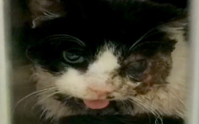 Zombie Cat Returns Home Five Days After Being Buried By Its Owners