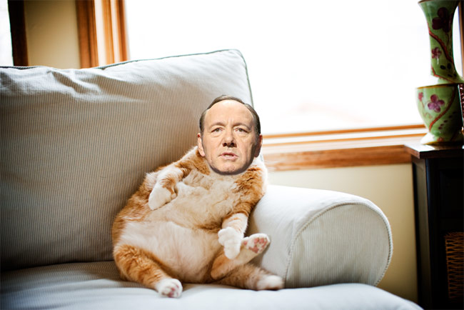 Kevin Spacey To Swap Bodies With A Cat In Nine Lives