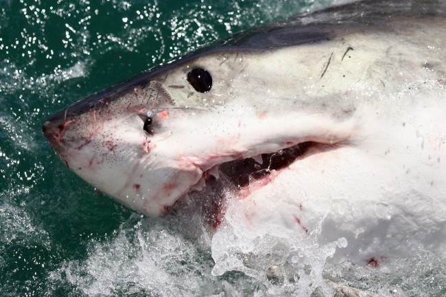 A Shark Week Special Called 'Nuclear Sharks' Is Happening