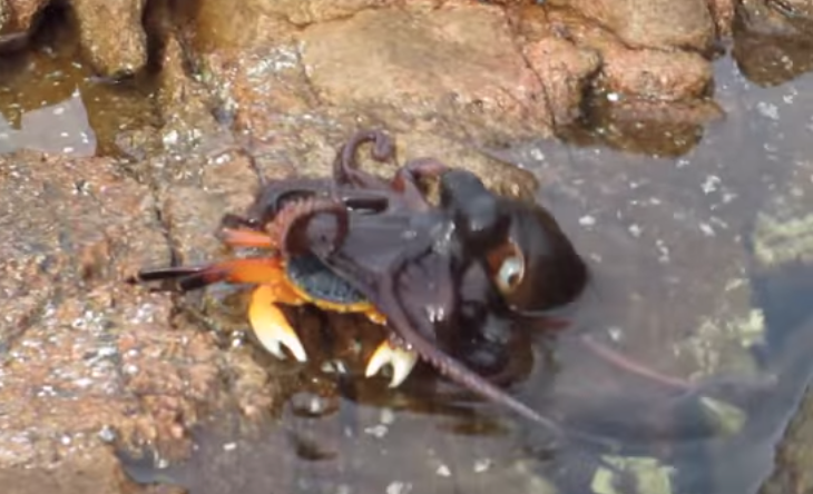 Watch This Octopus Viciously Attack A Crab And Drag It Underwater