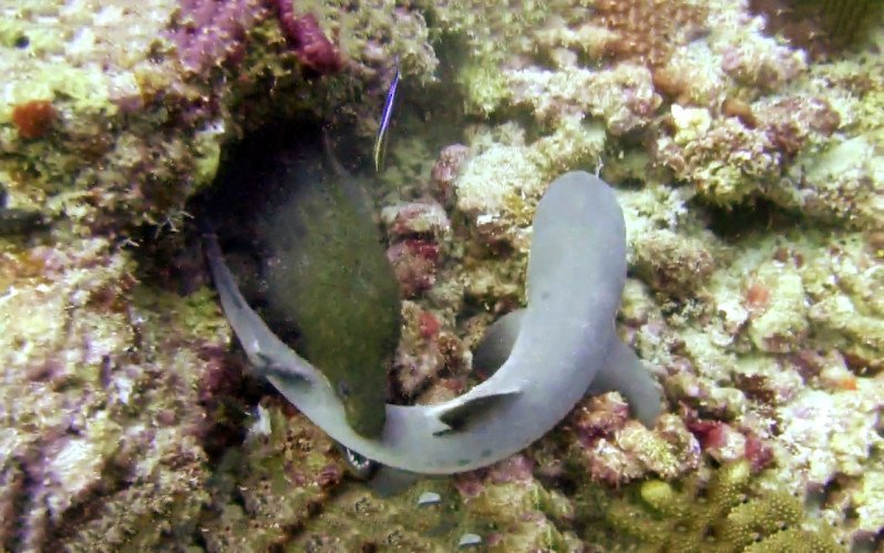 Watch This Moray Eel Practically Swallow A White Tip Reef Shark Whole