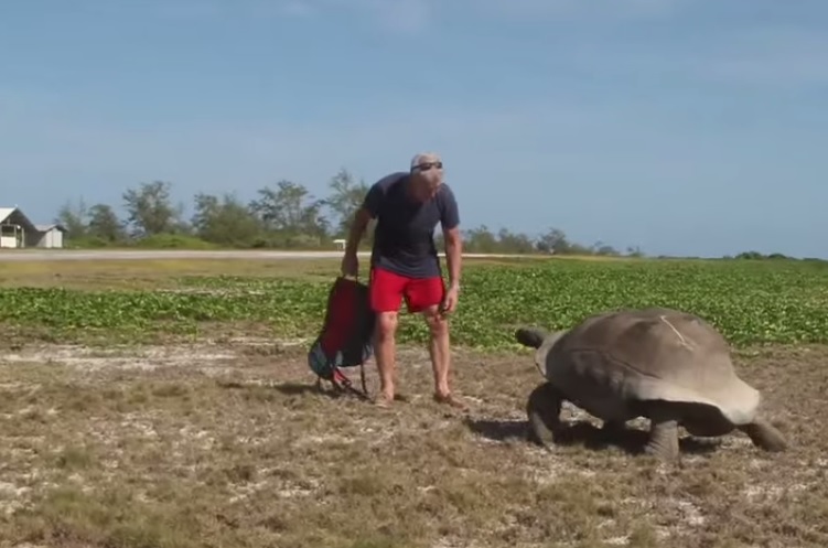 Watch This Tortoise Slowly Chase The Man Who Interrupted His Sexy Time