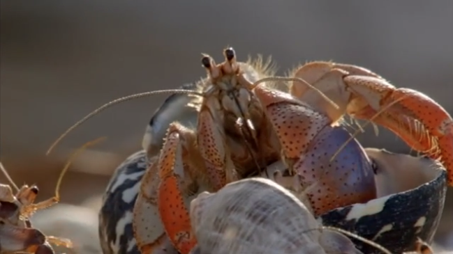 This Mezmerizing Video Shows How Hermit Crabs Upgrade Their Shells