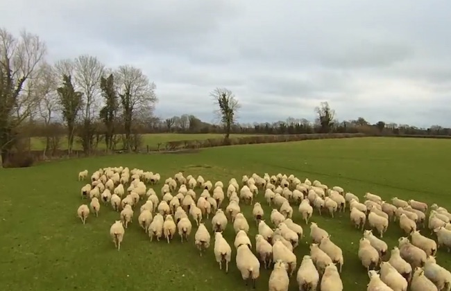VIDEO: Shep The Drone Is the Future Of The Sheepdog