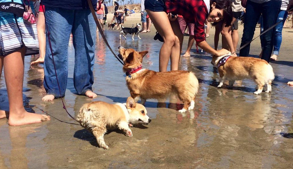Over 600 Corgis Invaded A Beach In California This Weekend (PICTURES)