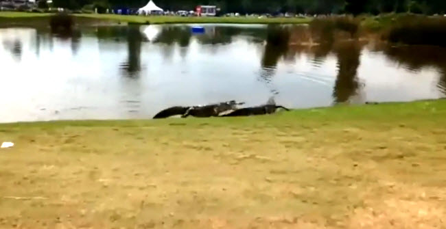 Watch These Two Gators Fighting At The 17th Hole Of The Zurich Classic