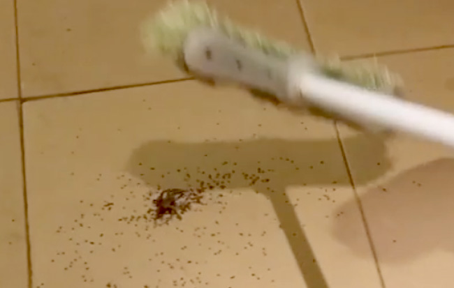 This Squashed Wolf Spider Hemorrhaging Babies Is The Worst Thing Ever
