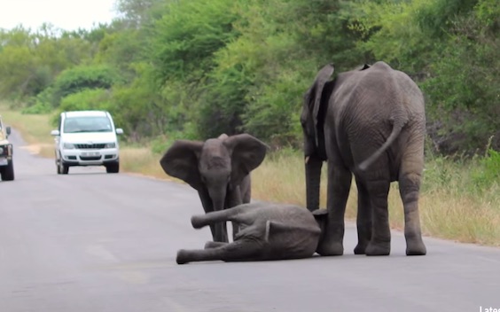 Watch An Entire Herd Help A Baby Elephant Who's Just Too Tired To Walk