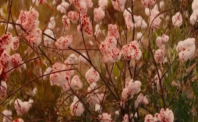 Here Are All Of Quentin Tarantino's Bloodiest Scenes In One Video