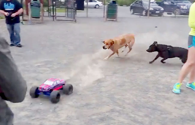 Watch These Dogs Chase An RC Monster Truck At The Dog Park