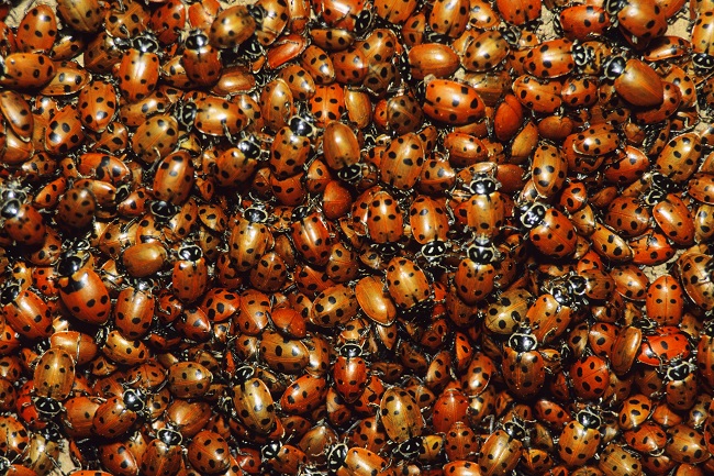 These Students Are In Trouble For A Prank Involving 72,000 Ladybugs