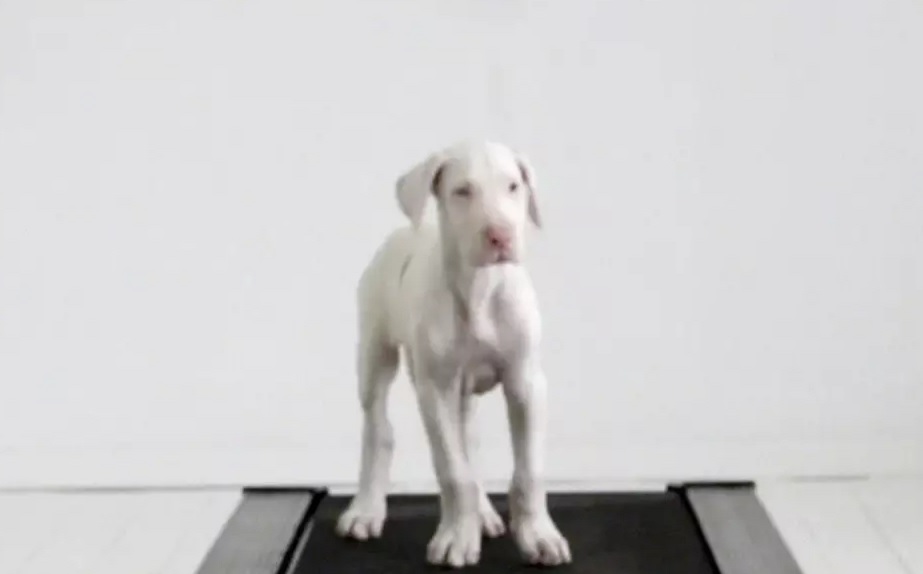 Watch This Great Dane Puppy Grow Up In A Touching Time Lapse Video