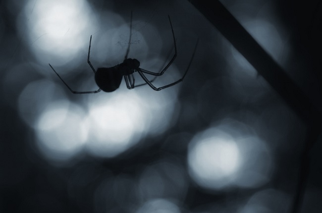 It's Raining Spiders In Australia So Stay Inside Forever And Ever