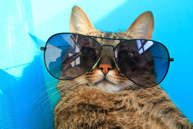 How Cats Taught Us To Better Understand Optical Illusions | UPROXX