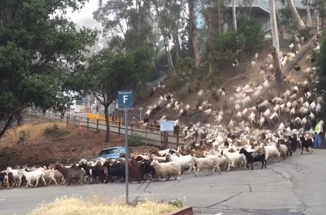 VIDEO: Hungry Goats Stampede To A Grassy, Tree-Laden Hill