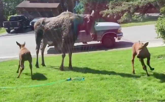 Watch This Adorable Moose Family Playing In The Sprinklers
