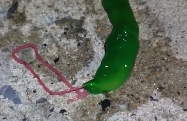 VIDEO: Slimy Green Ribbon Worm Caught In Taiwan
