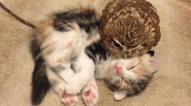 This Kitten Owlet Best Friend Duo Is The Cutest Thing You'll See Today
