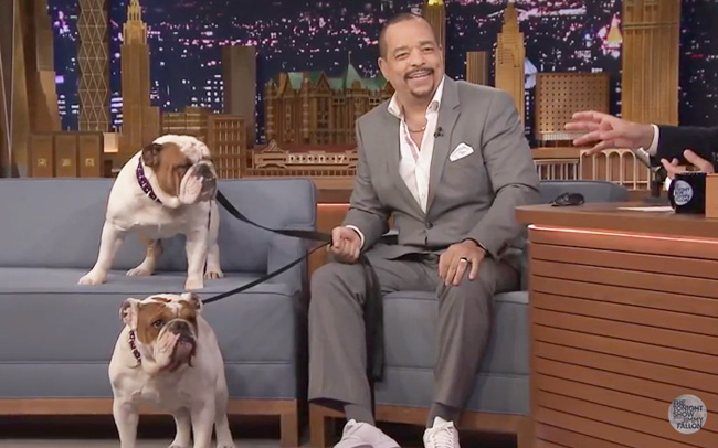 Ice-T Brought His Bulldogs On 'The Tonight Show' Because Why Not?