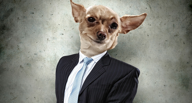 A Dog Is Running For Mayor Of An Upstate New York Town