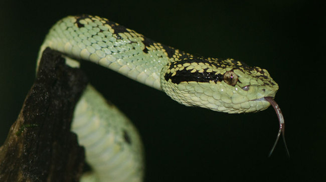 Genetically Engineered Yeast Makes Snake Venom, Because SCIENCE!