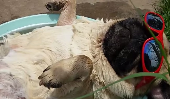Here's A Pug Snoring And Farting In A Pug-Sized Swimming Pool