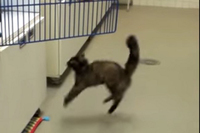 Cat Tries To Jump From A Waxed Floor And Fails Miserably