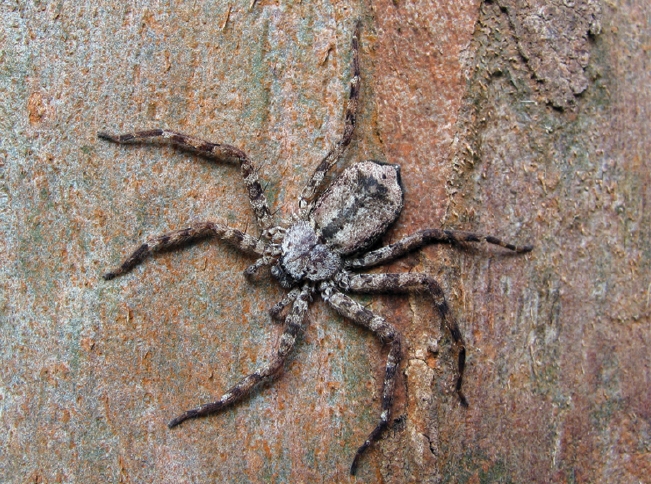 All The NOPES: This Spider Knows How To Paraglide