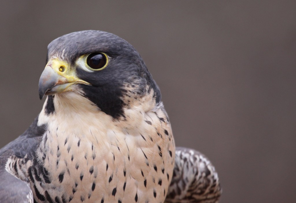 This Falcon Having Sex With A Guys Hat Your Job Could Be Worse