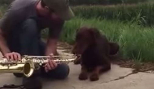 Important Breaking News: This Dog Pretends To Play The Saxophone