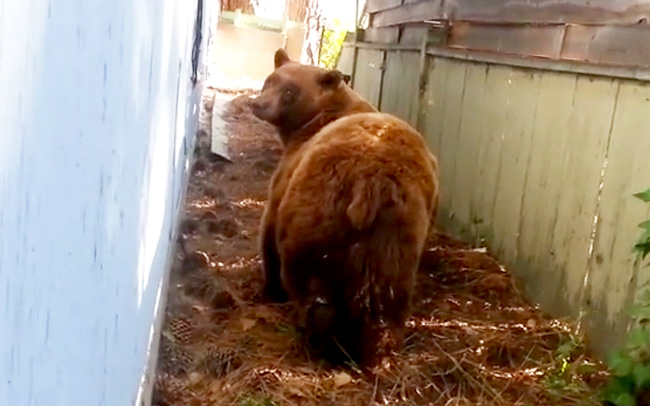 Watch This Angry Bear Poop, Angrily