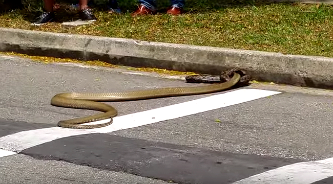 Here's What Happens When A Python Takes On A Cobra In A Streetfight