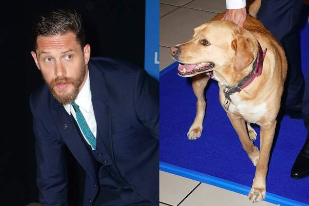 Tom Hardy Took His Dog To Movie Premiere Tom Hardy Took His Dog To Movie Premiere