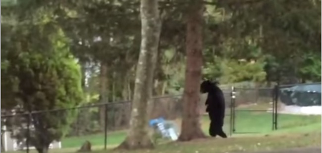 VIDEO: Meet Pedals, The Bear That Walks On Two Legs Like It's People