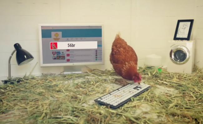This Chicken Is Running An Australian Chicken Restaurant's Twitter