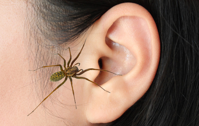 Scratching Noise In Woman's Ear Found To Be A Spider Building A Web
