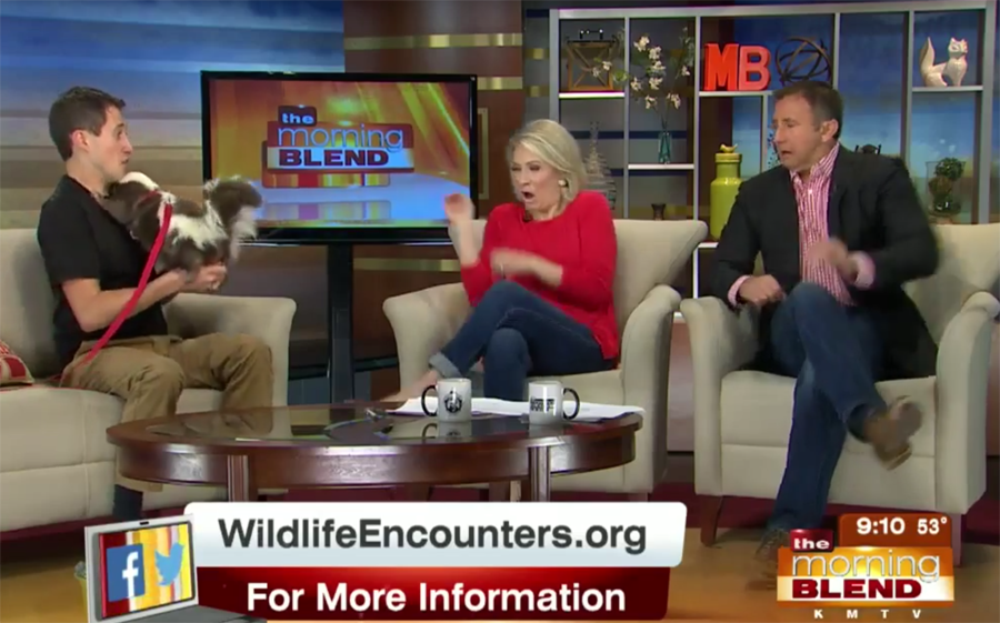 VIDEO: Skunk Prank Freaks Out Morning News Crew