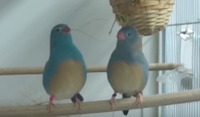 [WATCH] The Gene Kelly Of Birds Has Tap Dances To Impress A Mate