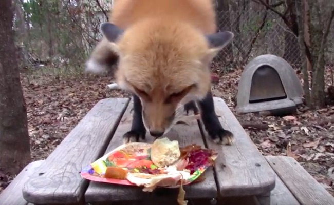 Watch This Fox Be Truly Grateful For His Thanksgiving Dinner