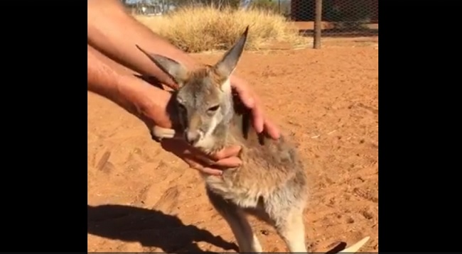 Tiny Kangaroos Are Giving Out Hugs In Australia