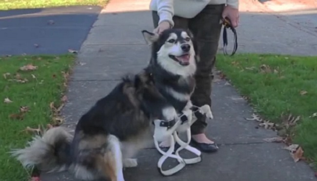 Look At This Happy Dog Is With His Fancy New 3D-Printed Legs