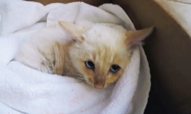 Watch This Frozen Kitten Get Brought Back From The Dead