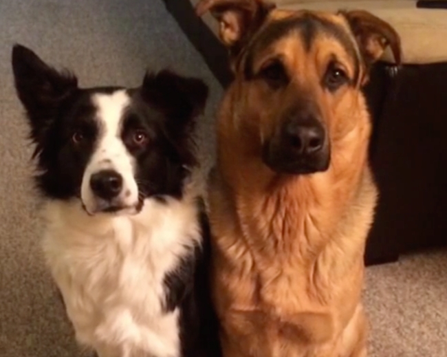 You've Never Seen Anything Cuter Than A Dog Hugging Its Best Friend
