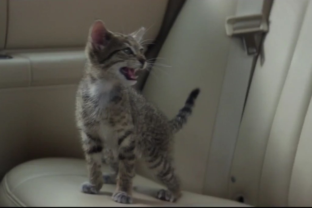 Key and Peele and the world's cutest cat blow stuff up in the trailer ...