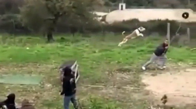 This Good Dog's Super Long Jump Will Leave You Hypnotized