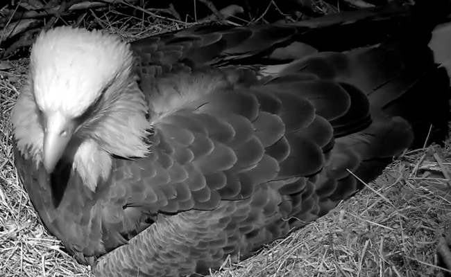 You Can Watch Bald Eagles Hatching in Washington D.C. On Live Stream