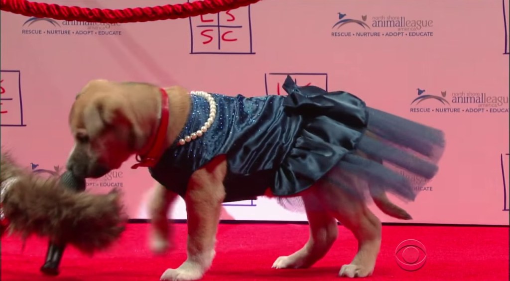 Stephen Colbert Has Introduced The Puppy Oscars