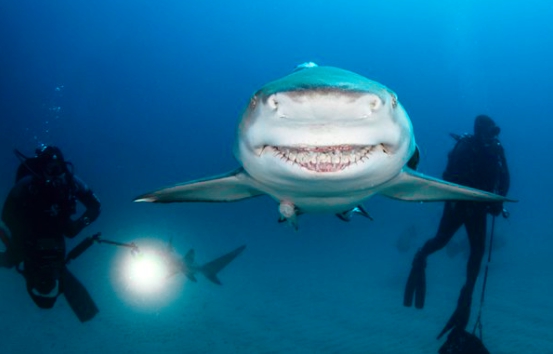 This Smiling Shark Is A Real Life Bruce From 'Finding Nemo'