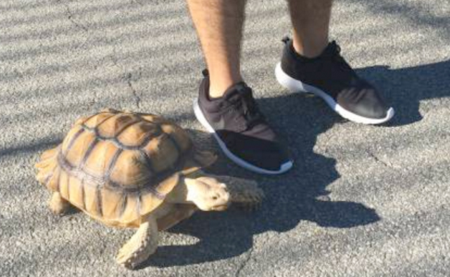 NYC Man Seeks A Tortoise Walker To Walk His Tortoise For $10 Per Hour