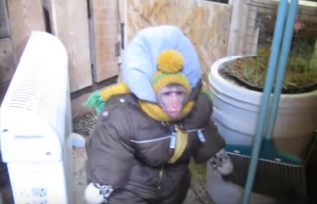 [VIDEO] Russian Monkey Visits Goat And Chicken While Dressed As Domo